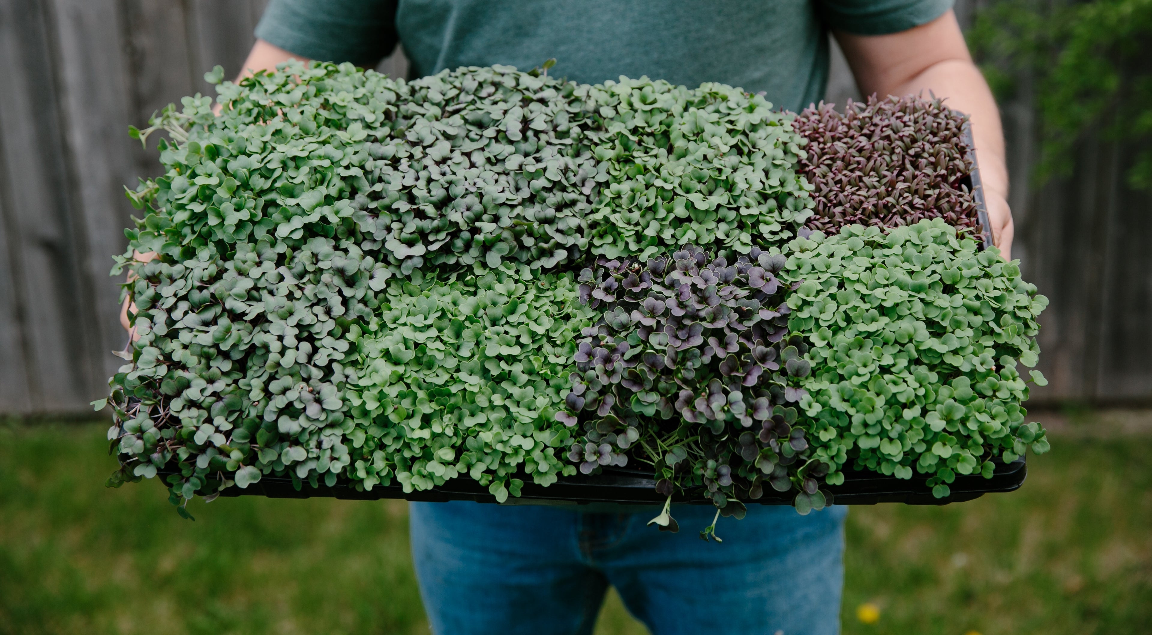 Hometown Acres Microgreens