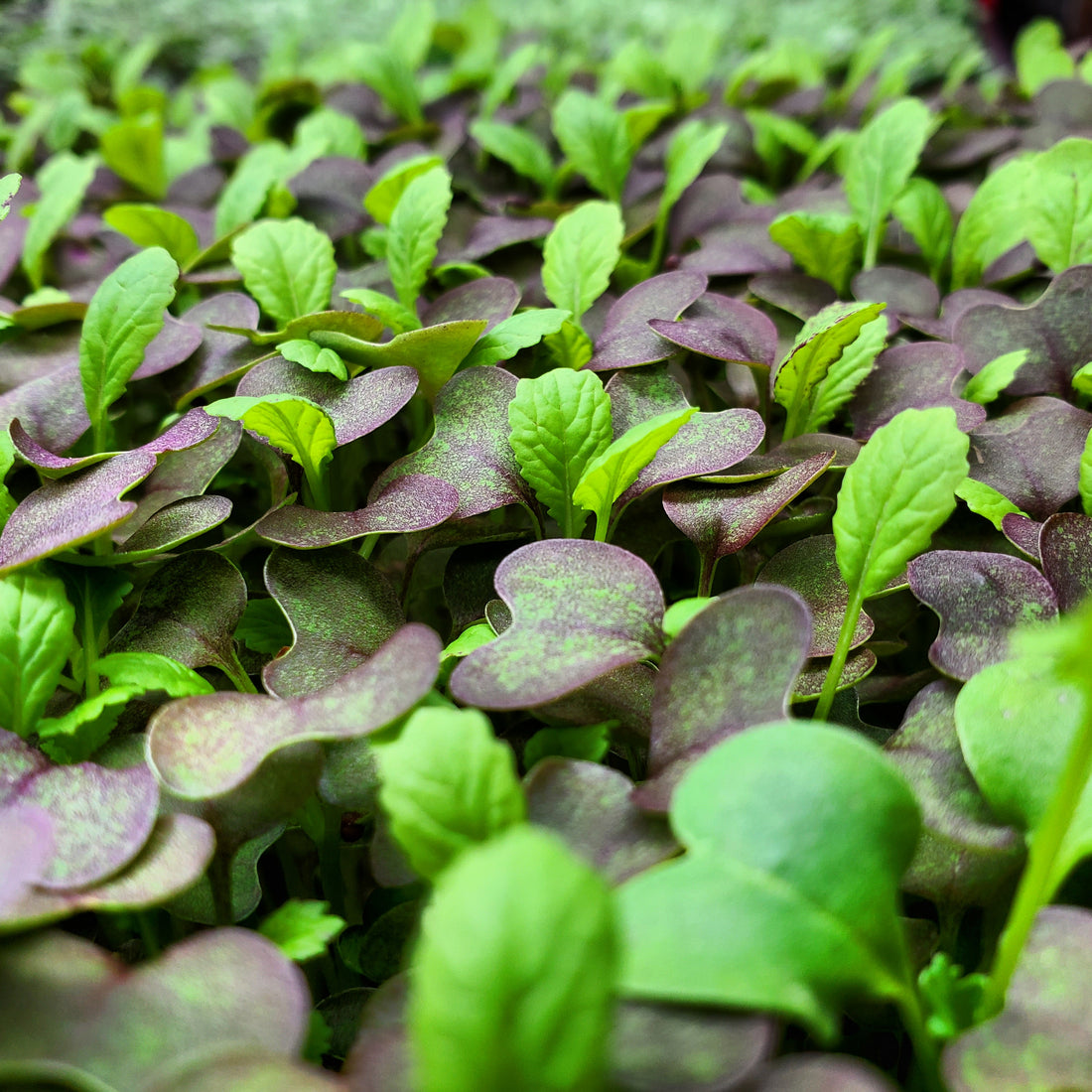 Hometown Acres Microgreens